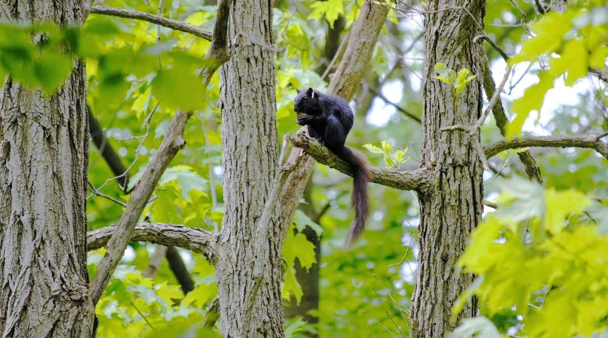 Squirrel Watch | CitiSci